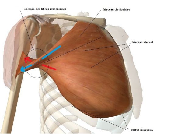 Tendons et muscles - epaule Toulouse