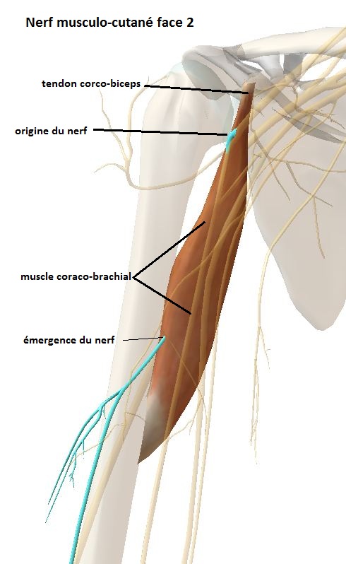 Nerfs - epaule Toulouse