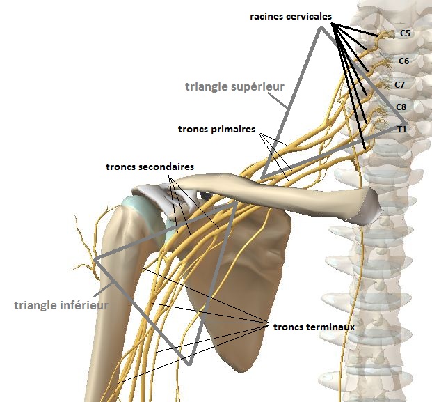 Nerfs - epaule Toulouse